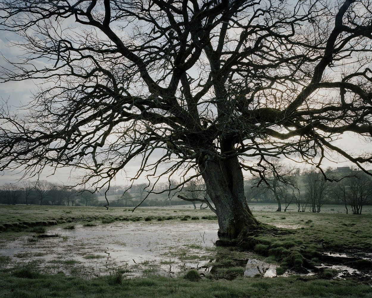 | Paysage : Trees | Alain Cornu | Photographe | Photographer